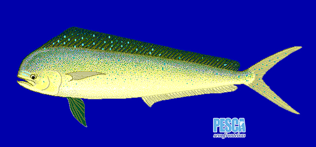 DOURADO DO MAR – SAIBA COMO E ONDE PESCAR